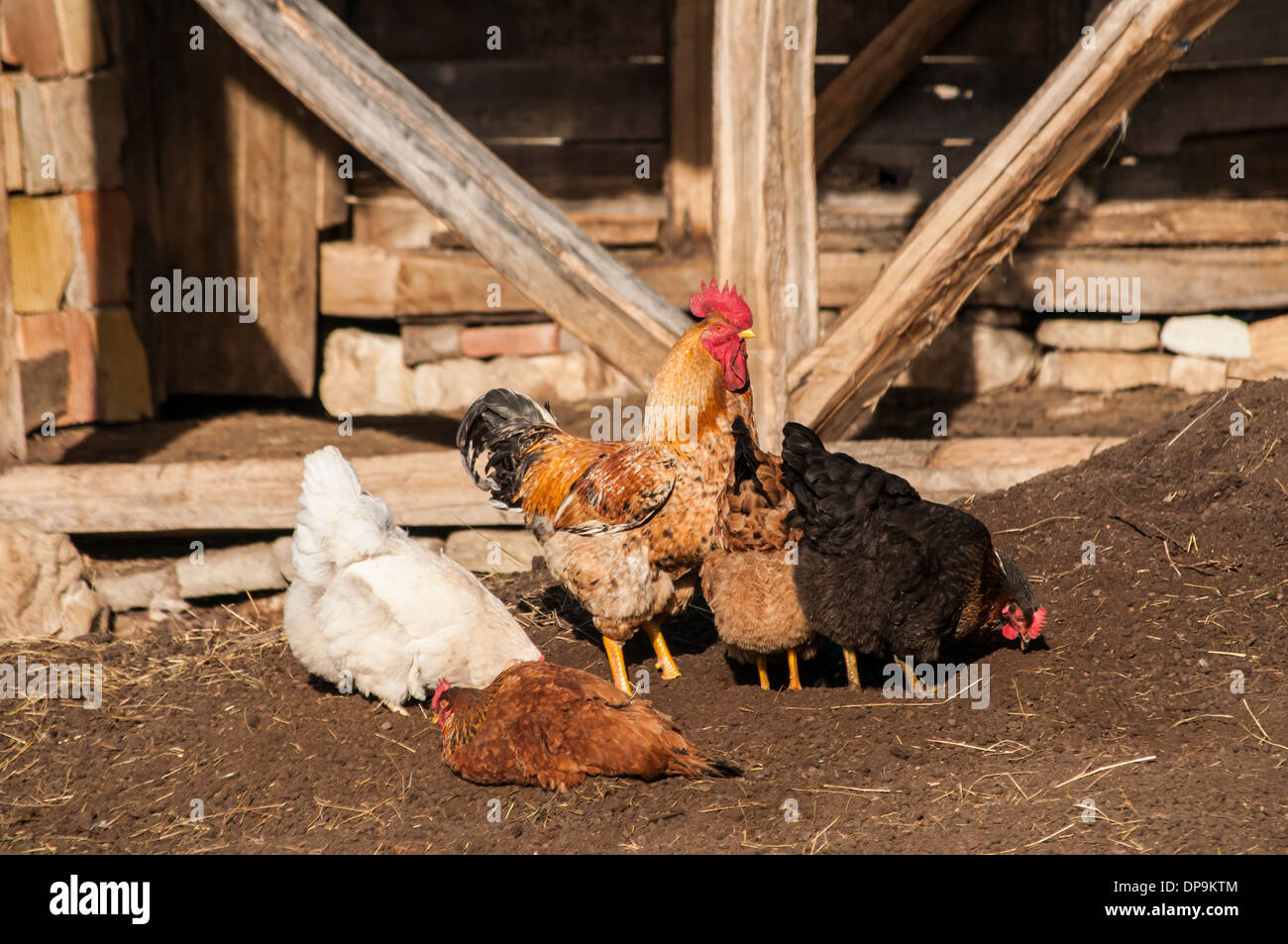 Rooster and hens in rural barn yard Stock Photo - Alamy