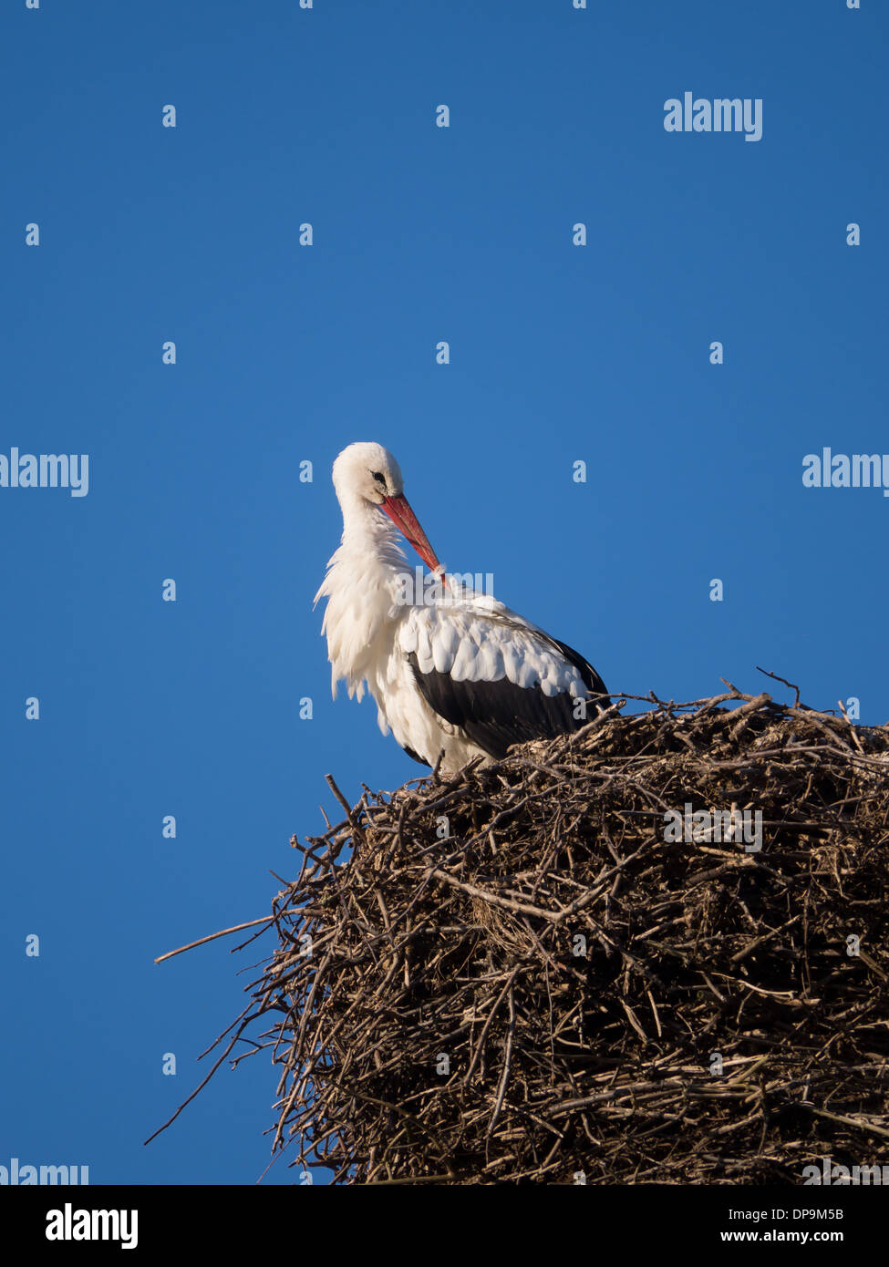 Stork on a nest pole grooming his feathers Stock Photo - Alamy