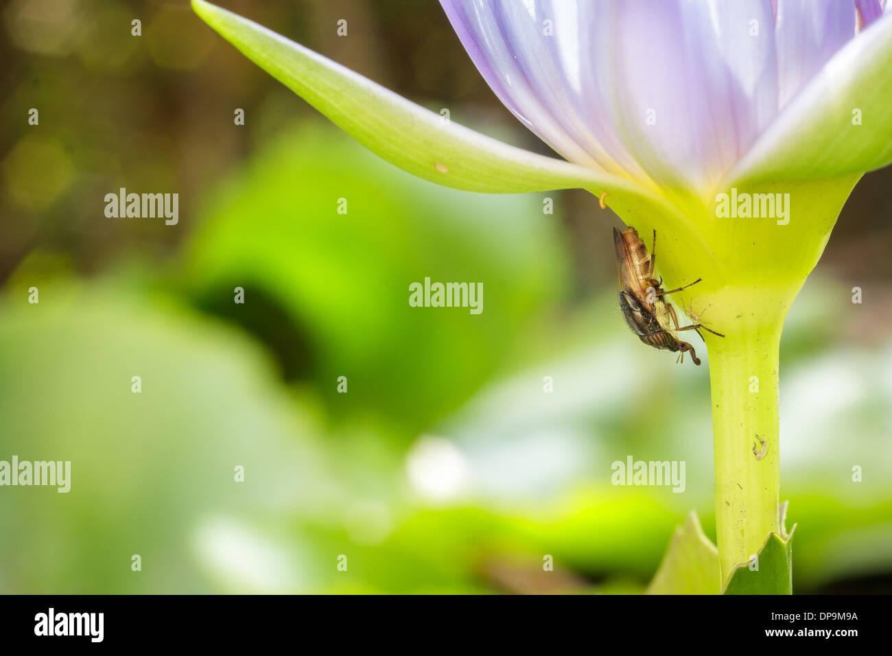 Insect spawn under purple lotus petals Stock Photo - Alamy