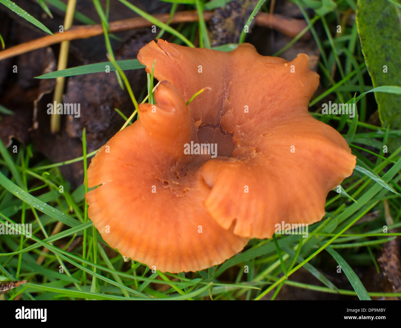 The Laccaria mushroom is also know as deceiver and belongs to the ...