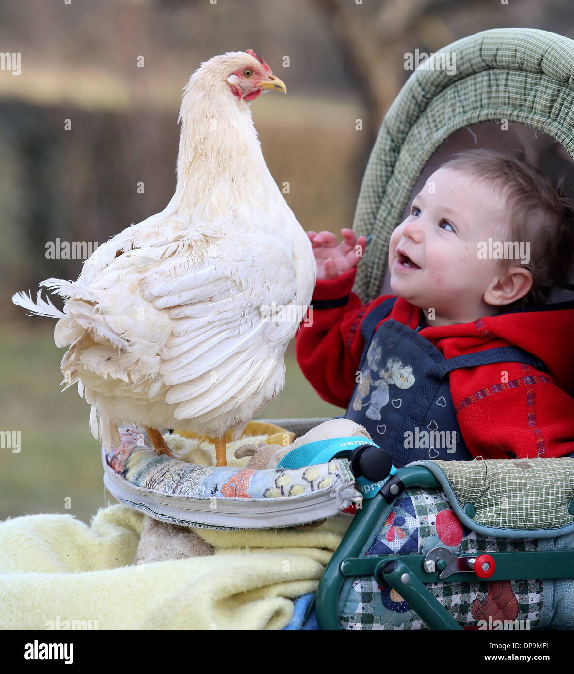 Kochstetten, Germany. 09th Jan, 2014. A tame chicken sits on top the ...