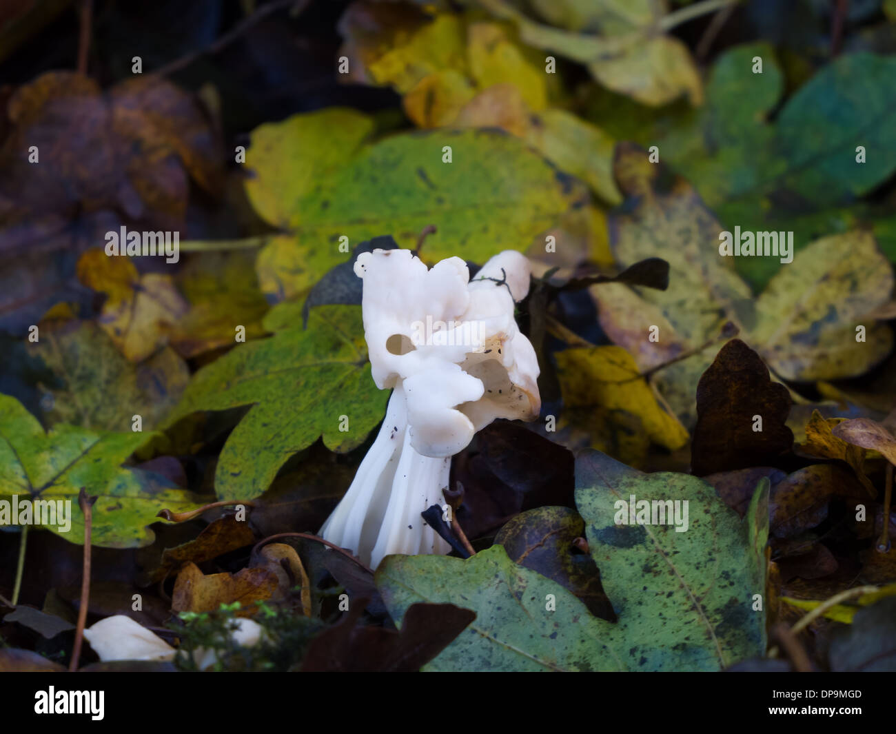 Helvella crispa ascomycotina or white saddle fungus can be seen in ...
