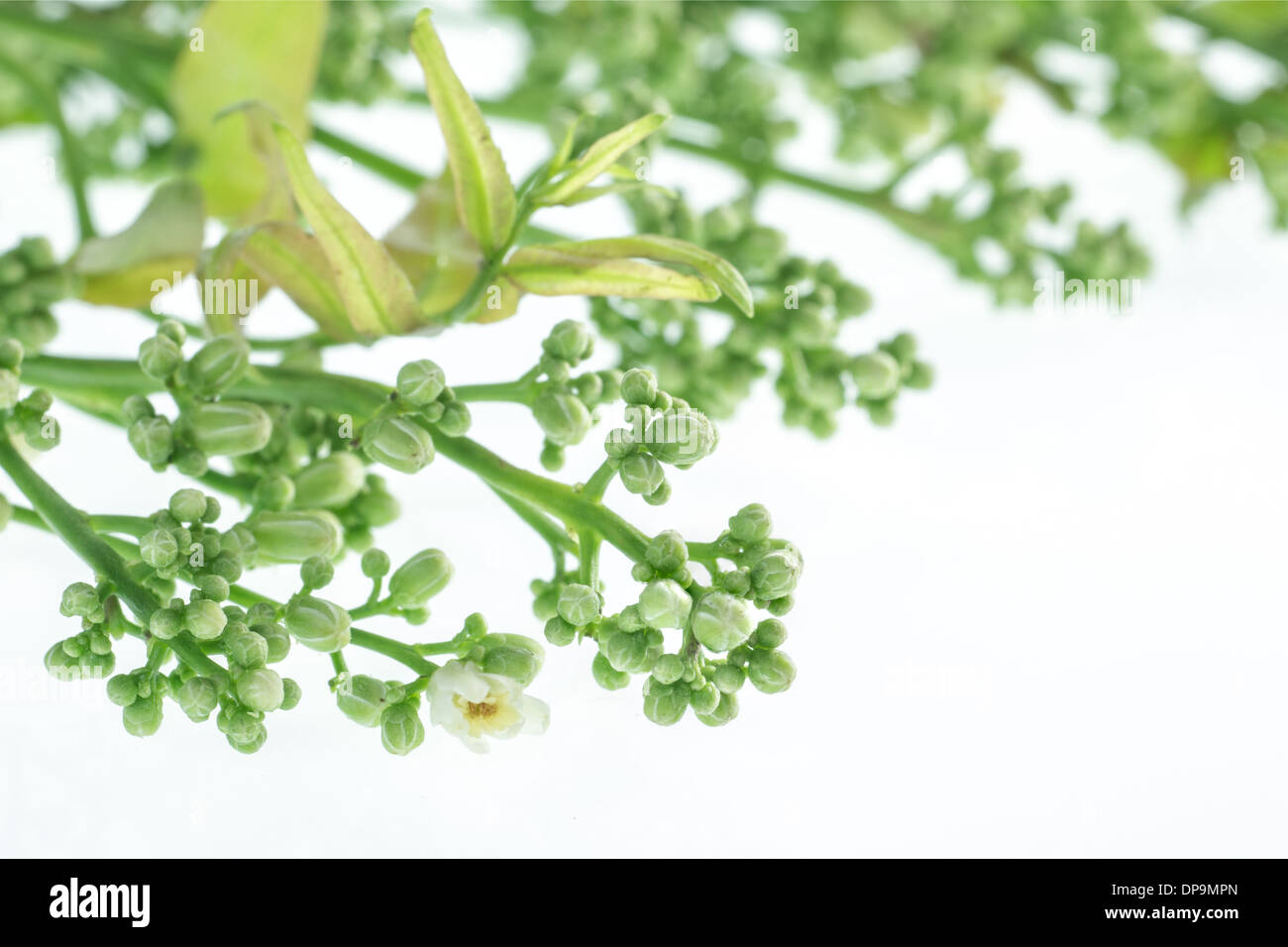 Neem Flower High Resolution Stock Photography and Images - Alamy