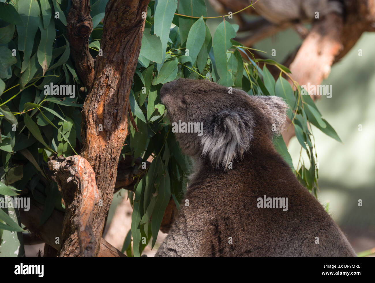 Koala bear in tree Australian marsupial bear in tree asleep koala ...