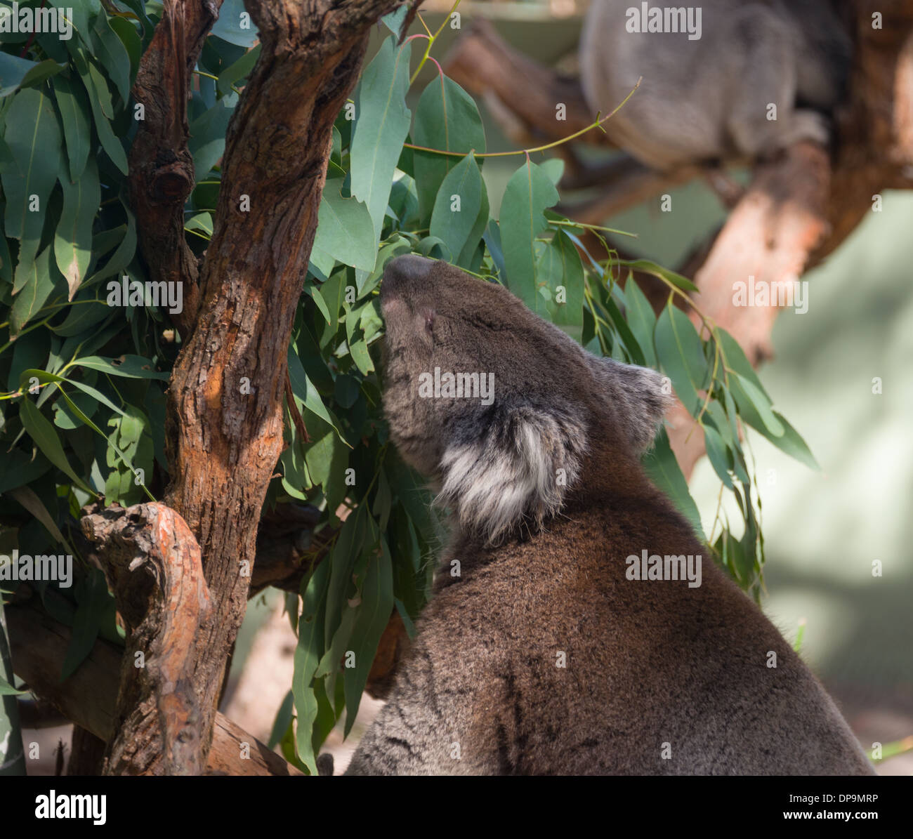 Koala bear in tree Australian marsupial bear in tree asleep koala ...