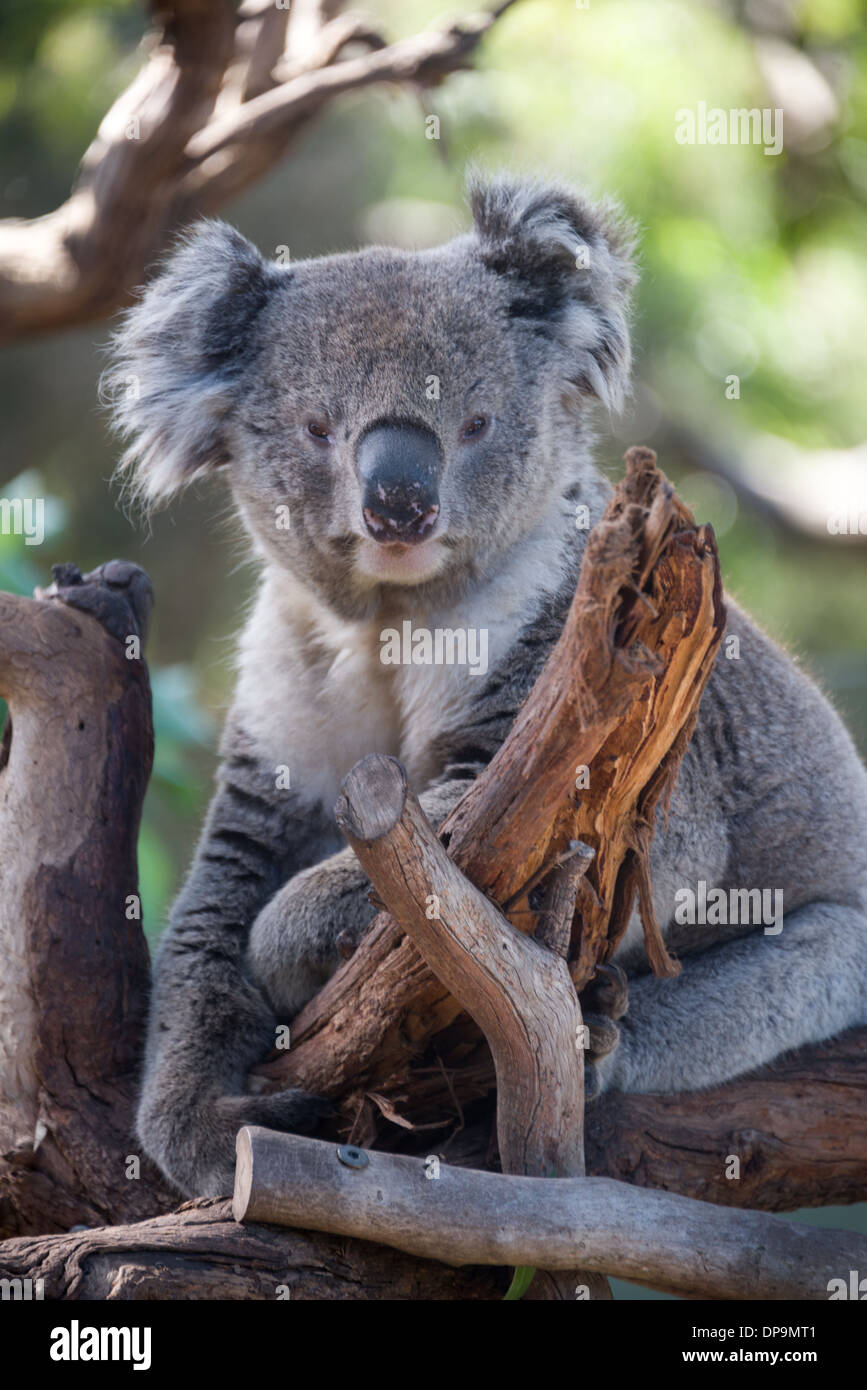 Koala tree in tree Australian marsupial bear in tree koala Stock Photo ...