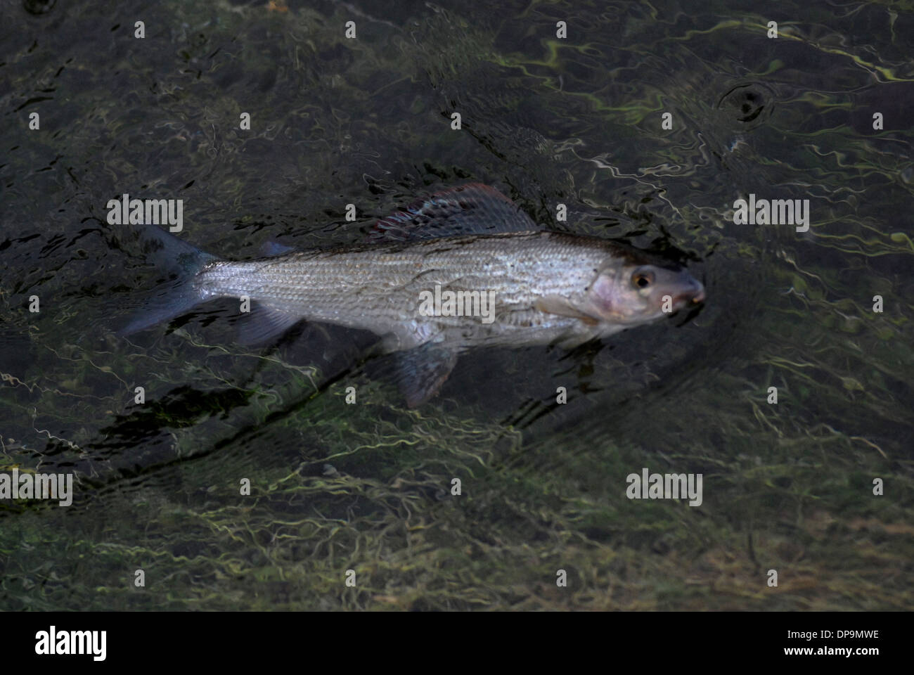 Greyling Fishing, (Thymallus thymallus Stock Photo - Alamy