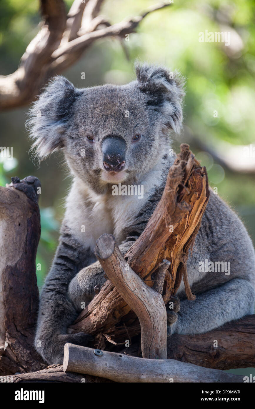 Koala bear in tree Australian marsupial bear in tree asleep koala ...