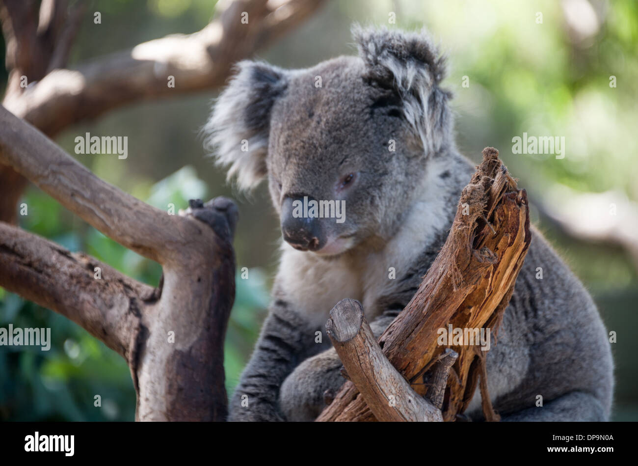 Koala bear in tree Australian marsupial bear in tree asleep koala ...