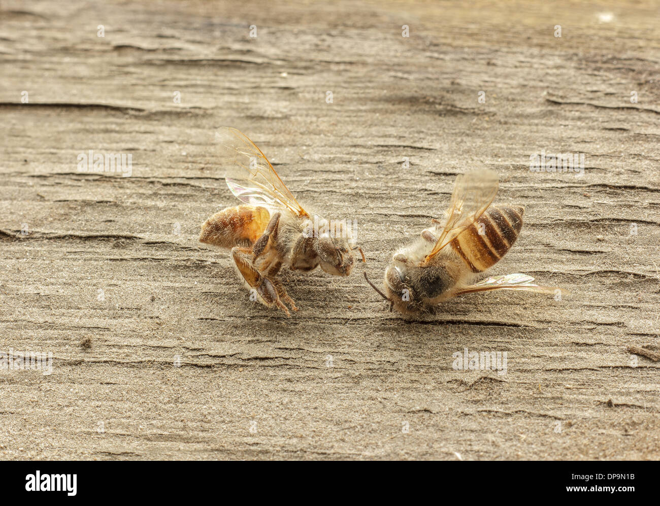 Dead bee hi-res stock photography and images - Alamy
