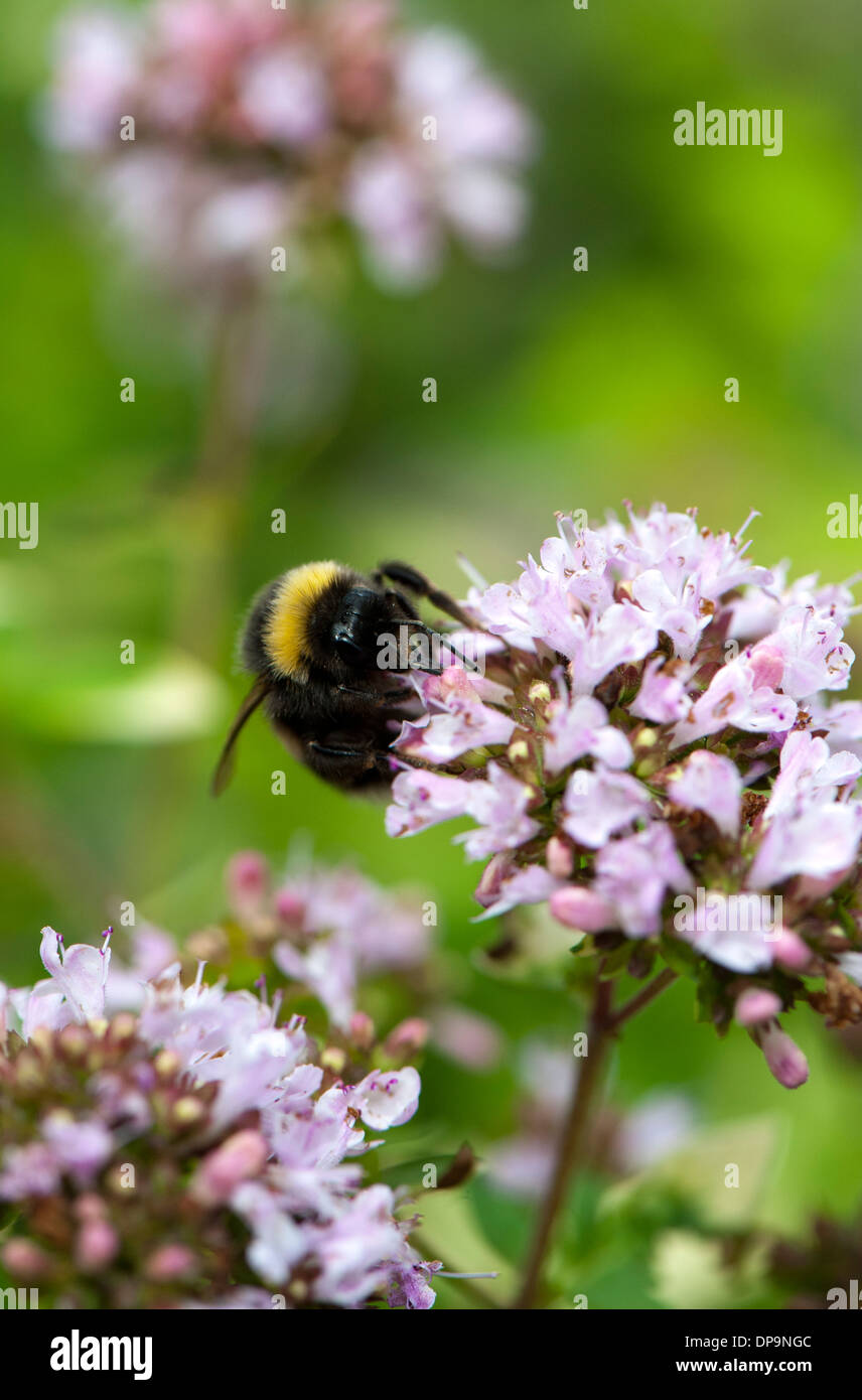 Bumble bee pollinating garden plants Stock Photo - Alamy