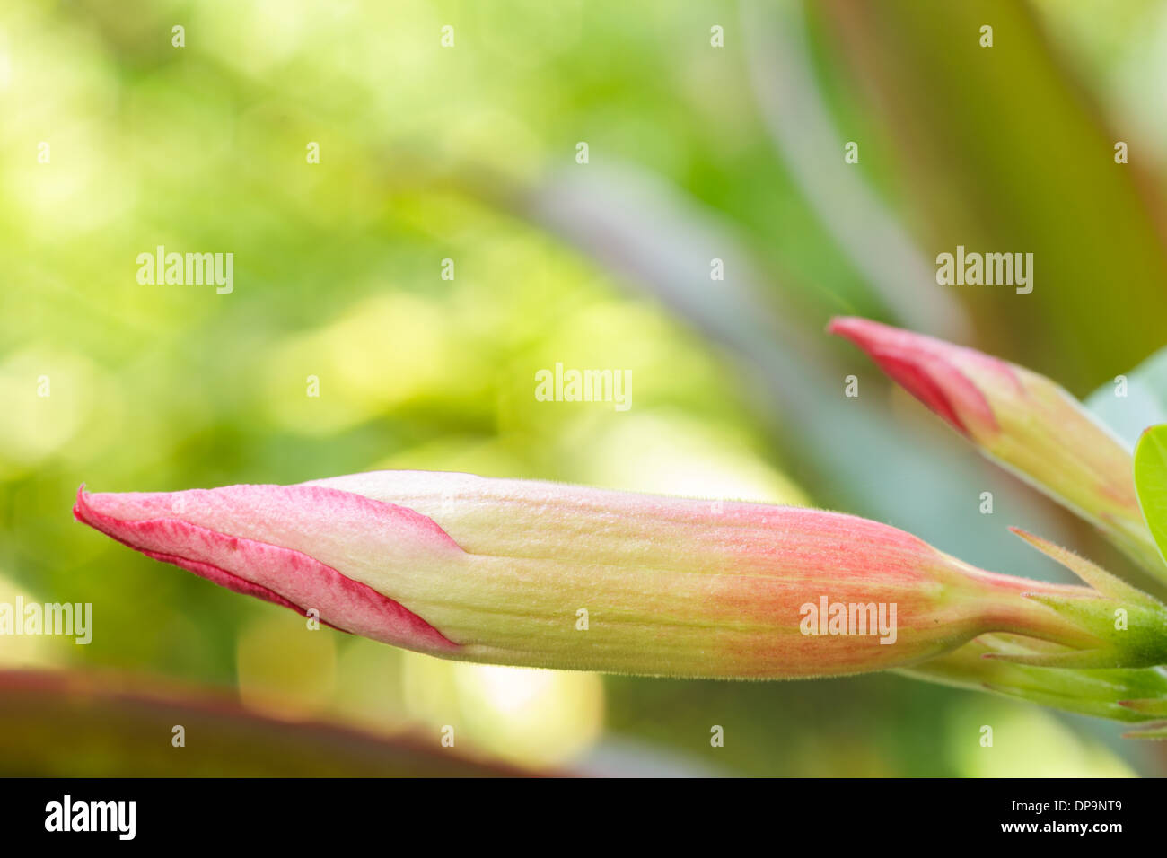 Impala lily hi-res stock photography and images - Alamy