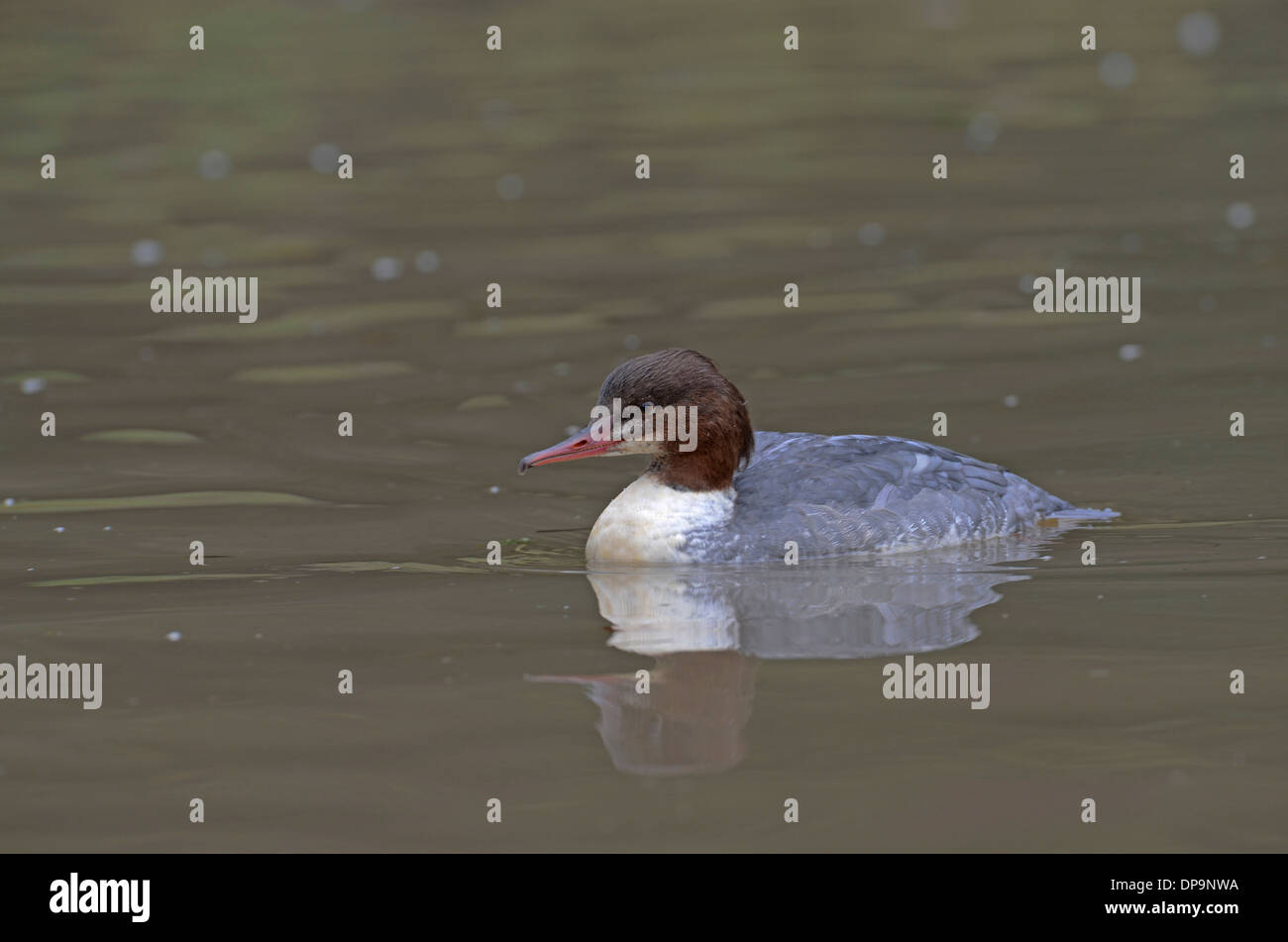 Goosander (Mergus merganser). Adult female Stock Photo - Alamy