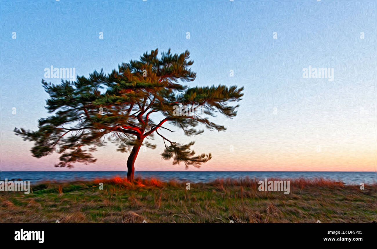 Single pine tree hi-res stock photography and images - Alamy
