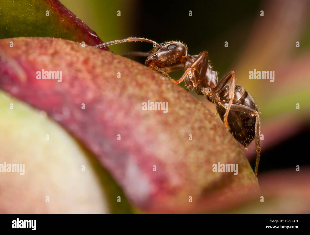 Closeup of a pharaoh ant on peony Stock Photo - Alamy