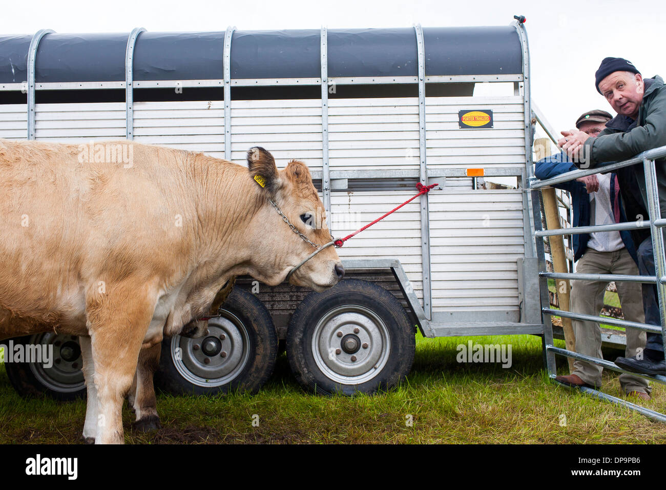 Prize Cattle High Resolution Stock Photography and Images - Alamy