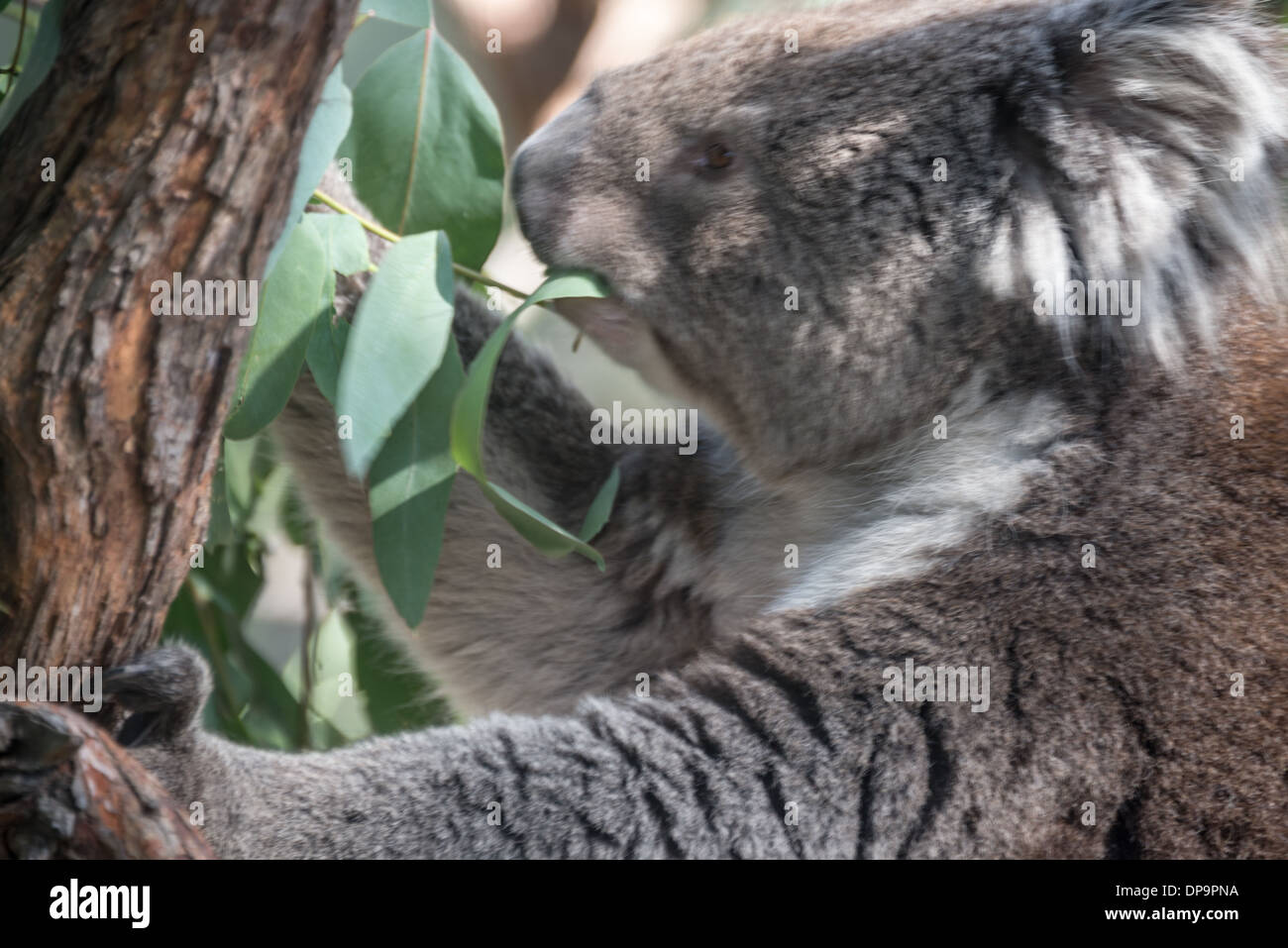 Koala bear in tree Australian marsupial bear in tree asleep koala ...