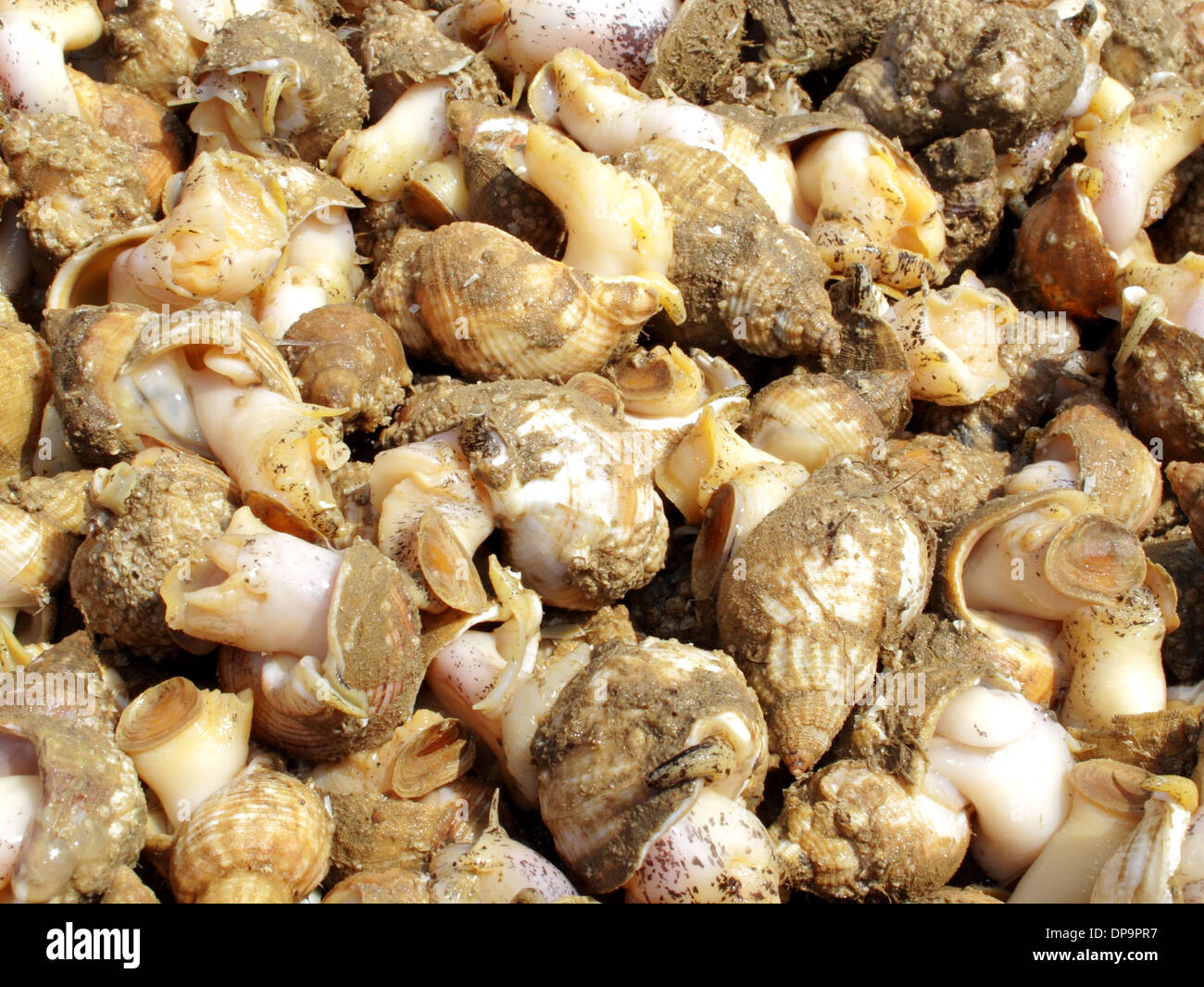 An image showing Freshly caught Whelks Stock Photo - Alamy
