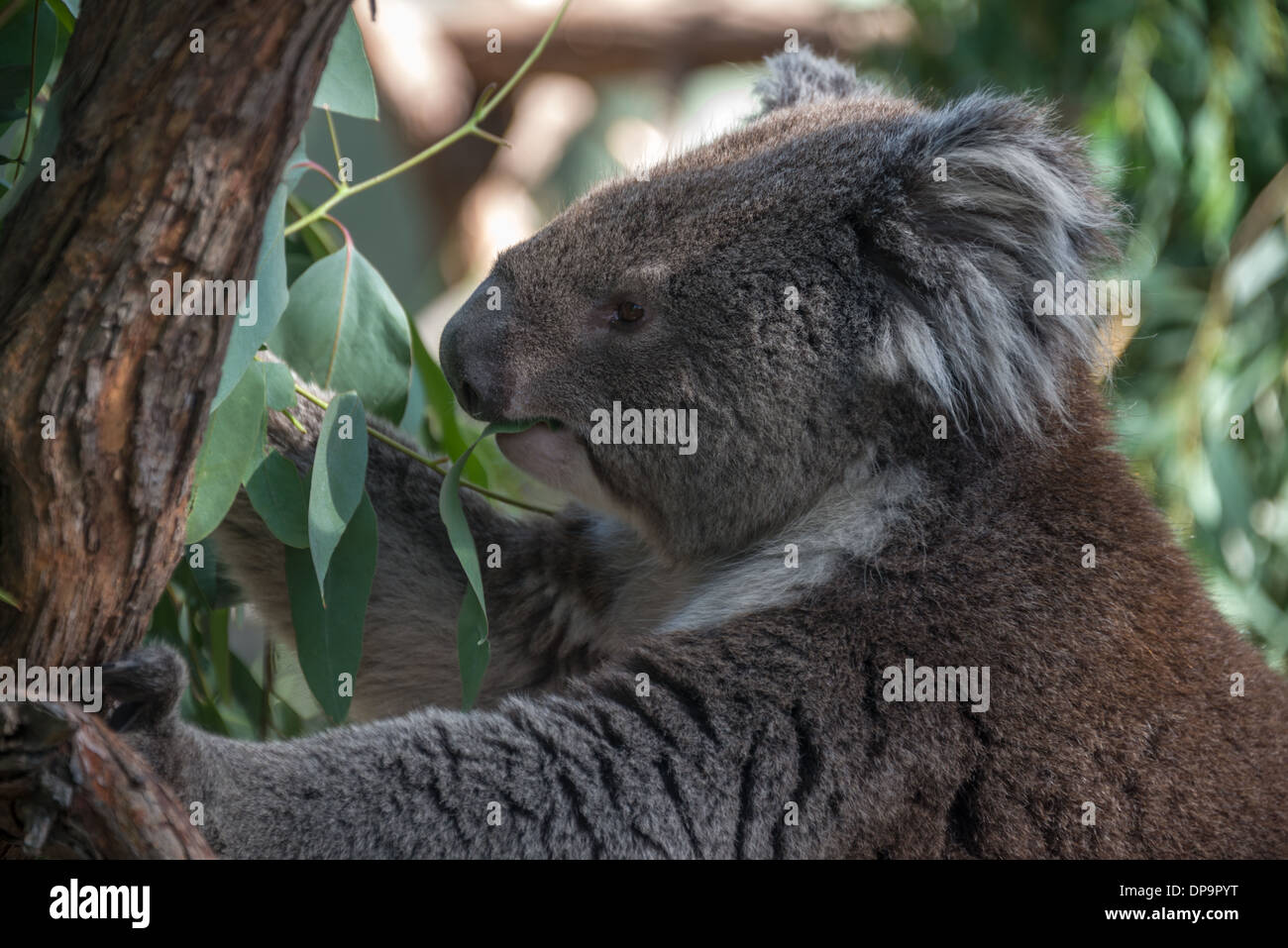 Koala bear in tree Australian marsupial bear in tree asleep Stock Photo ...
