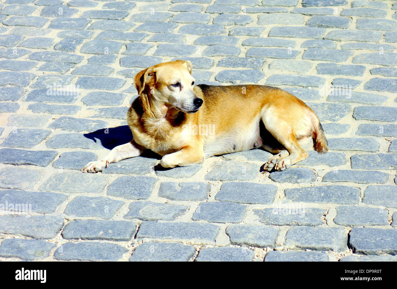 Stray dog hi-res stock photography and images - Alamy