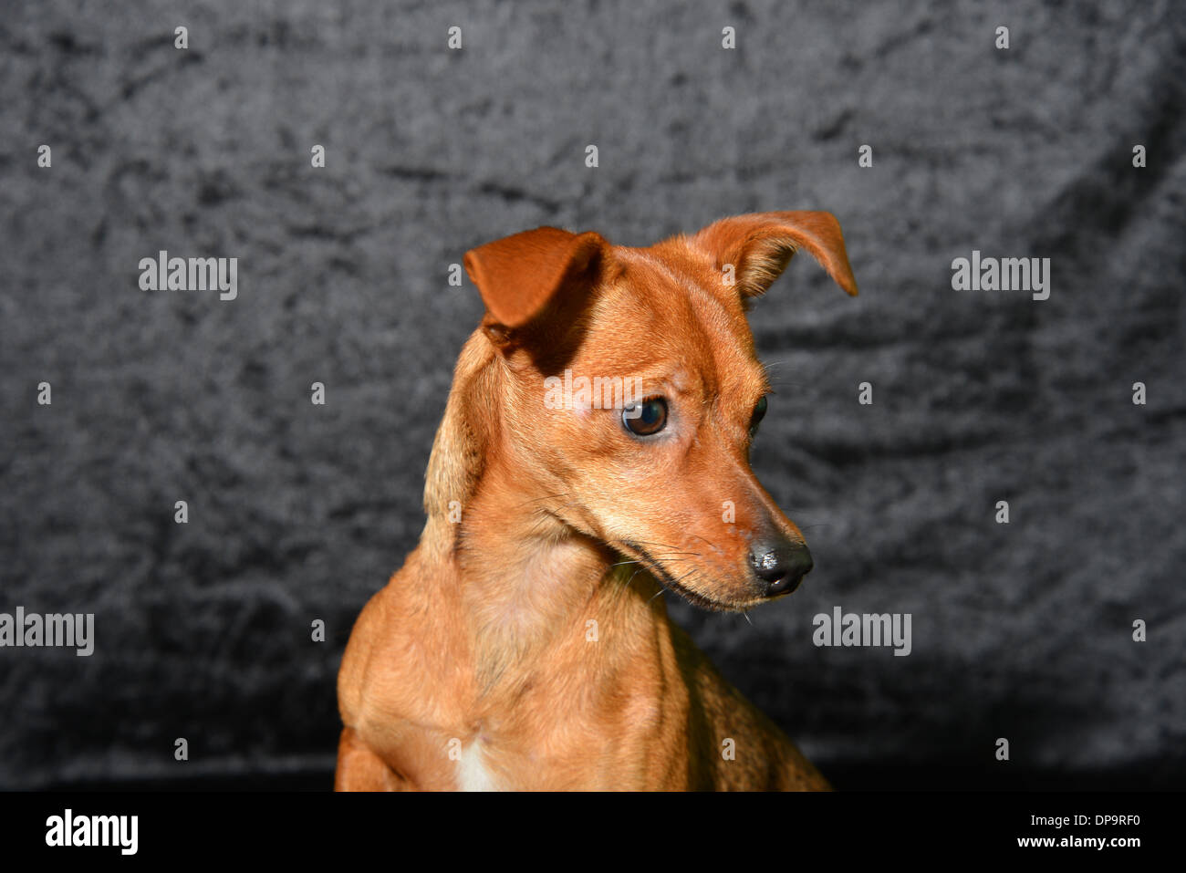 Black and tan terrier hi-res stock photography and images - Alamy