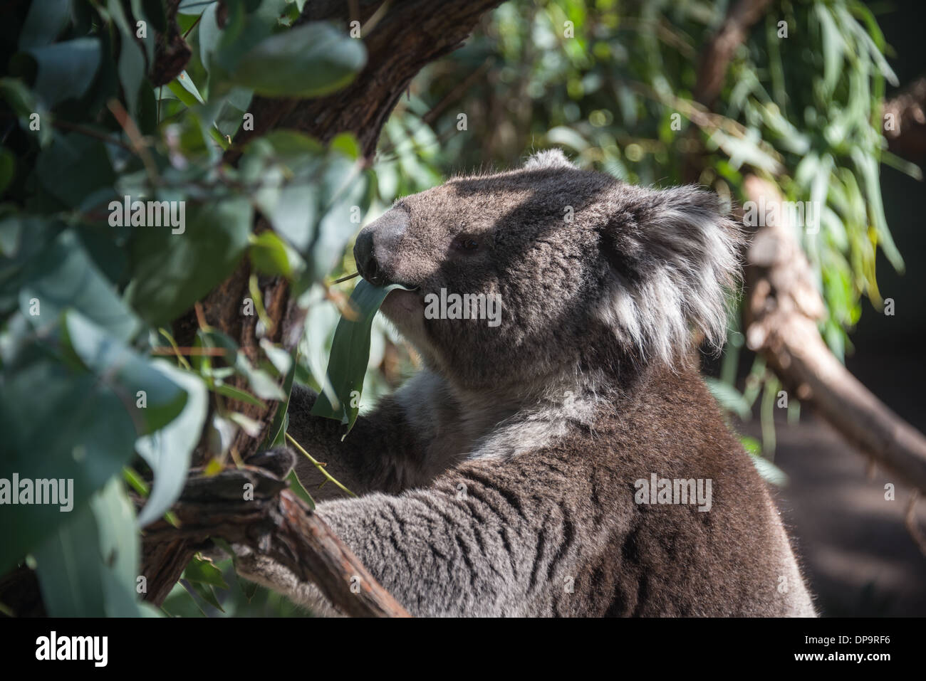 Koala bear in tree Australian marsupial bear in tree asleep Stock Photo ...