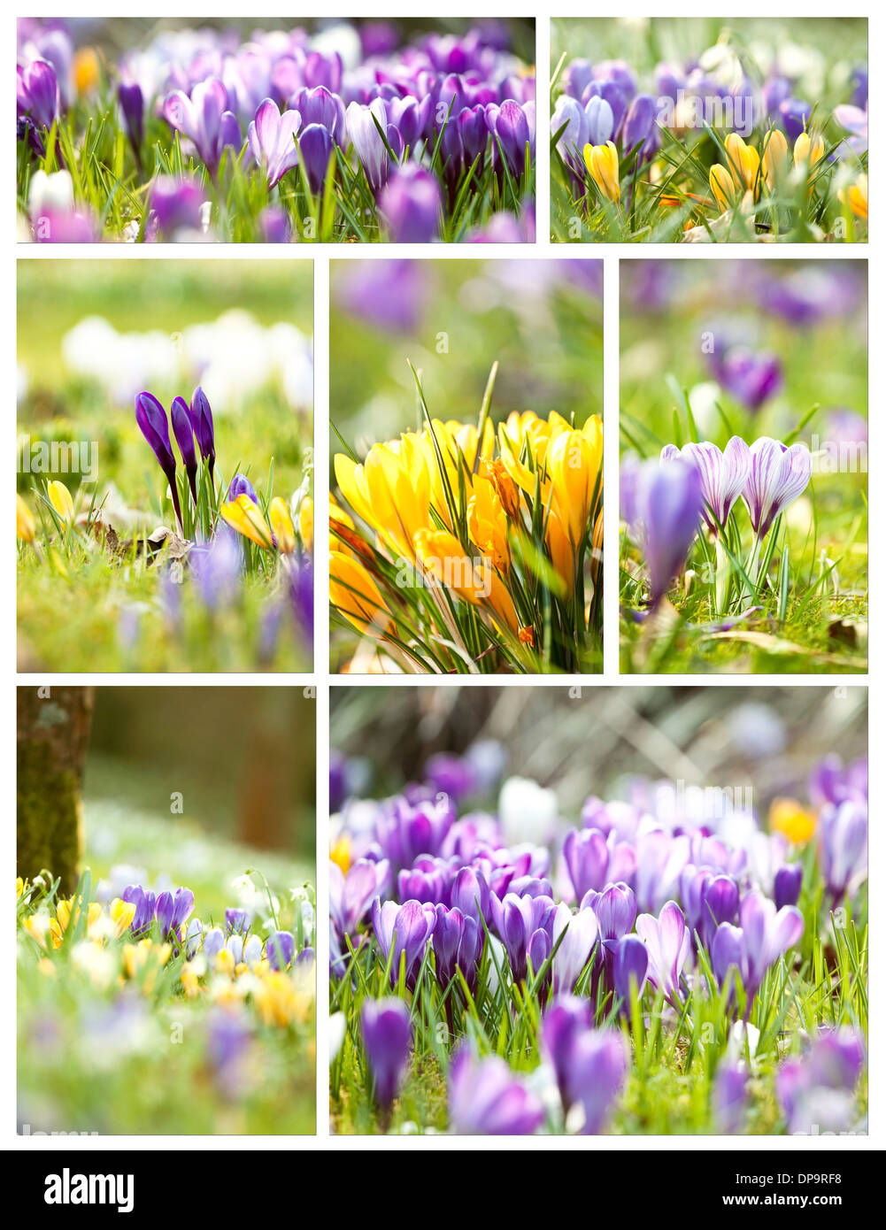 Colorful spring flowers collage Stock Photo - Alamy