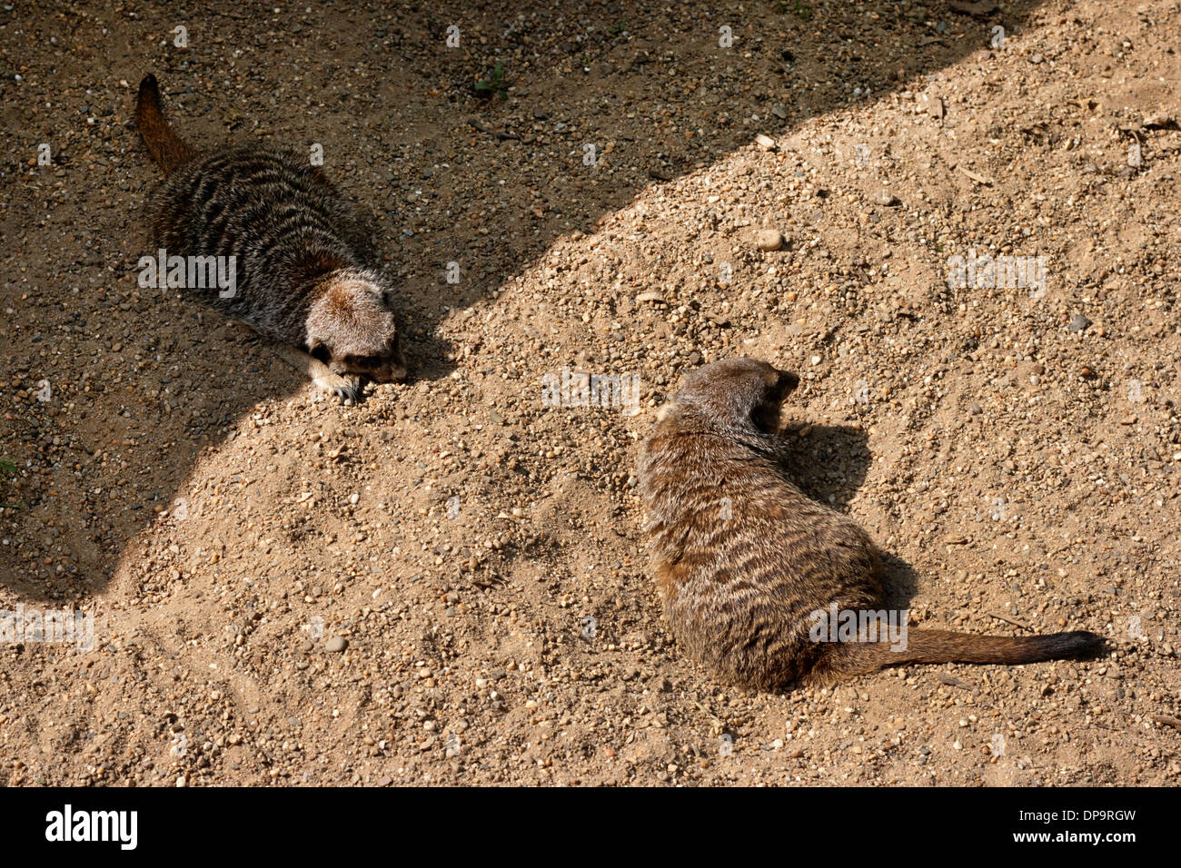 Meerkat sitting playfully on desert sand Stock Photo - Alamy