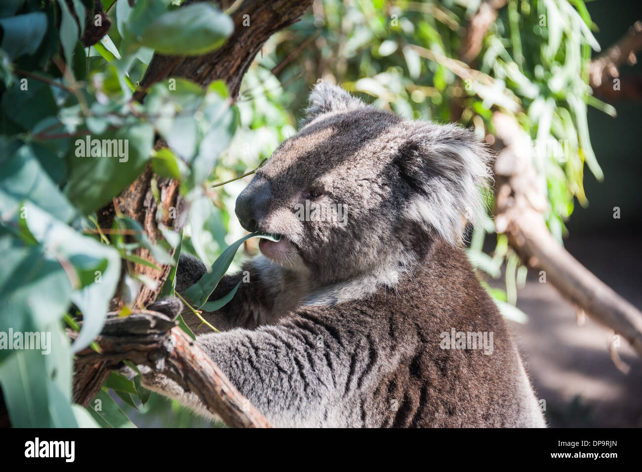Koala bear in tree Australian marsupial bear in tree asleep Stock Photo ...