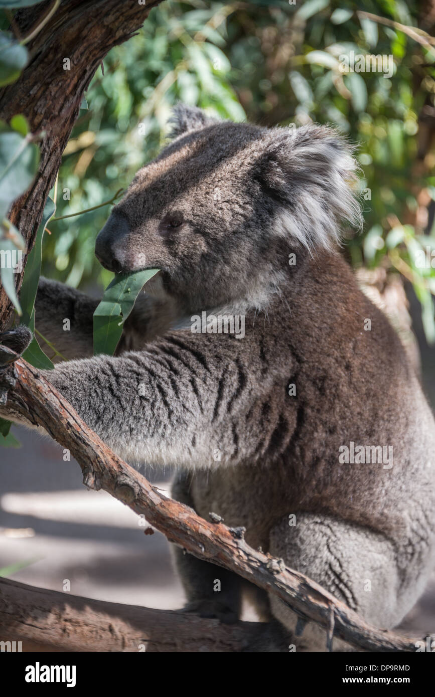 Koala bear in tree Australian marsupial bear in tree asleep Stock Photo ...