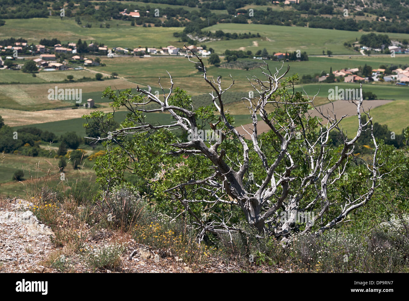 Dead trees and dry. Dead trees and dry in Provence Stock Photo - Alamy