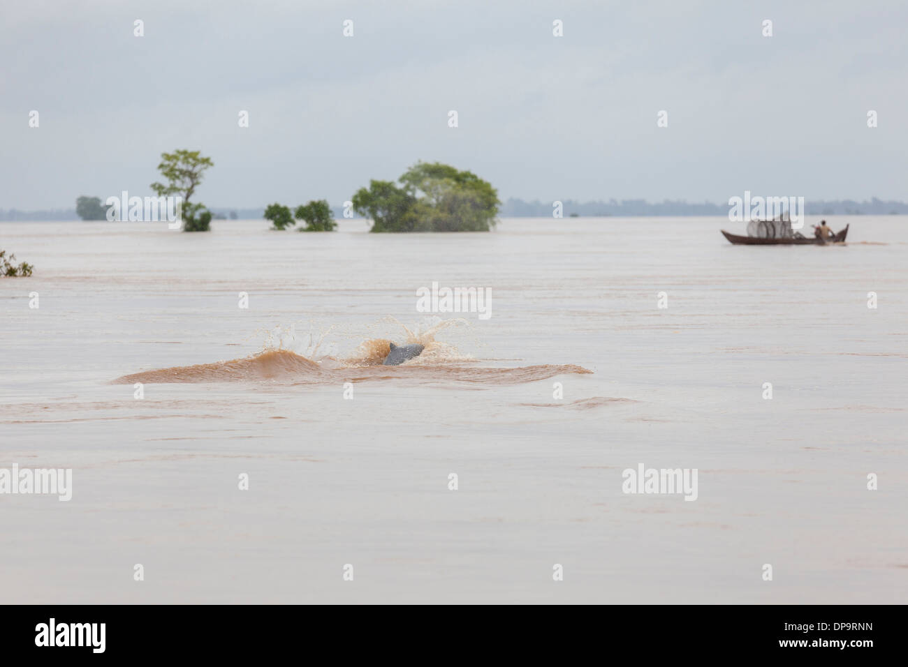 Irrawaddy dolphin fishing hi-res stock photography and images - Alamy