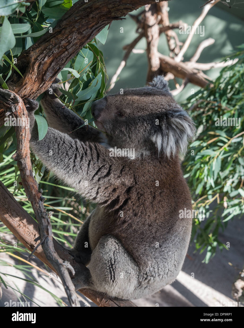 Koala bear in tree Australian marsupial bear in tree asleep Stock Photo ...