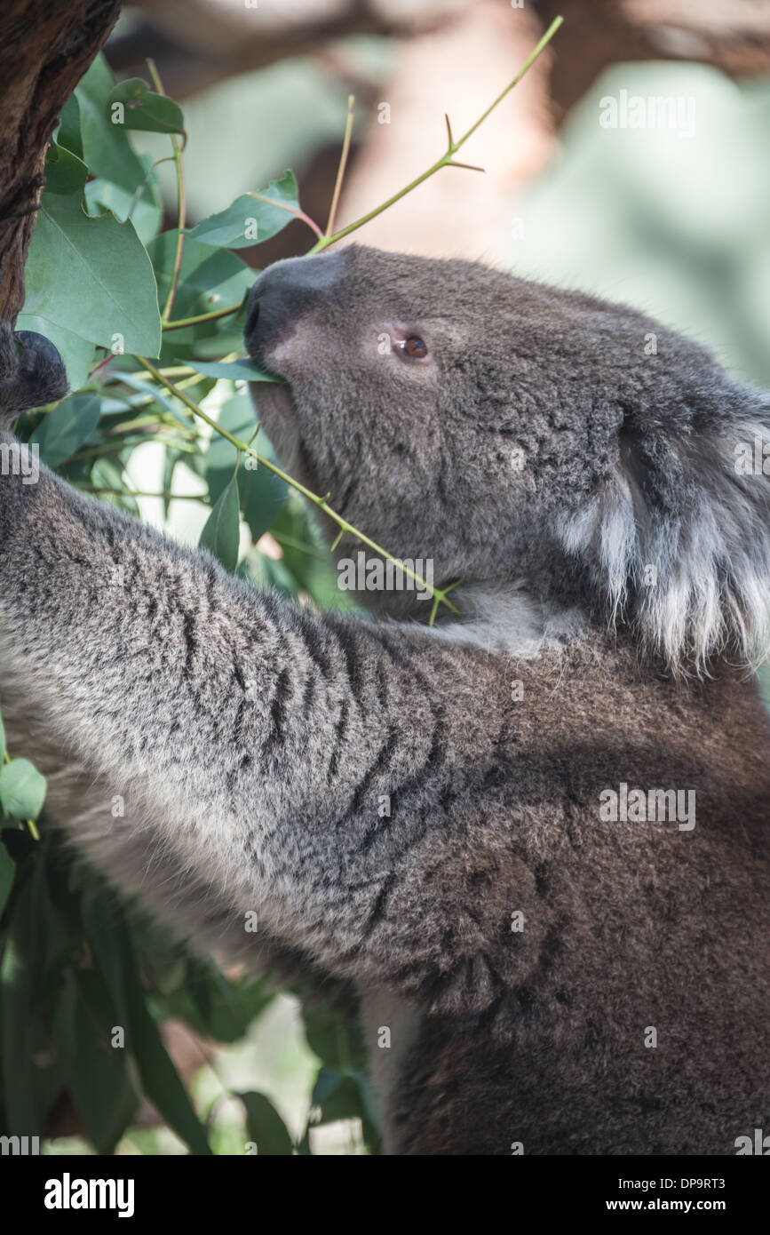 Koala bear in tree Australian marsupial bear in tree asleep Stock Photo ...