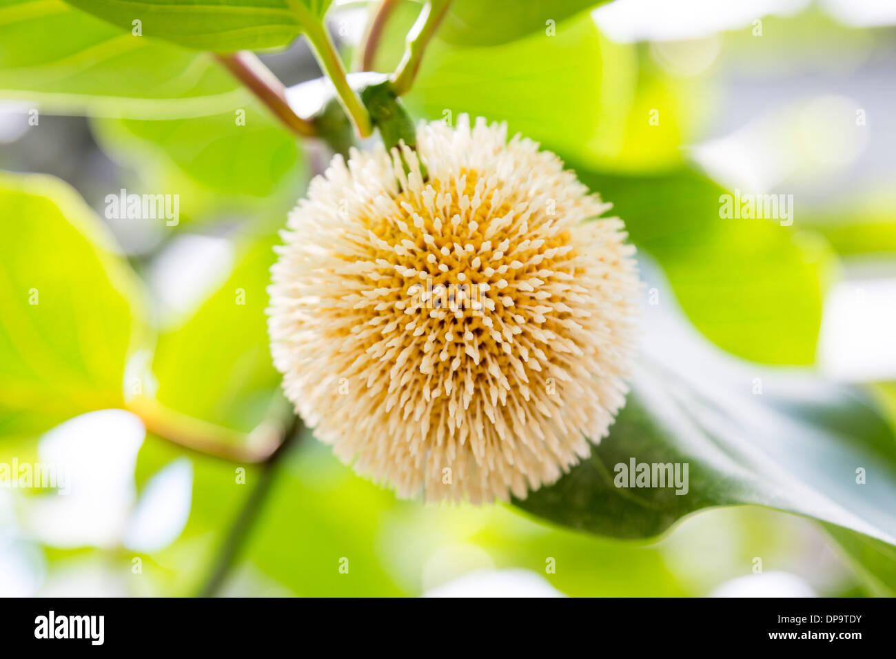 Fruit ball hi-res stock photography and images - Alamy