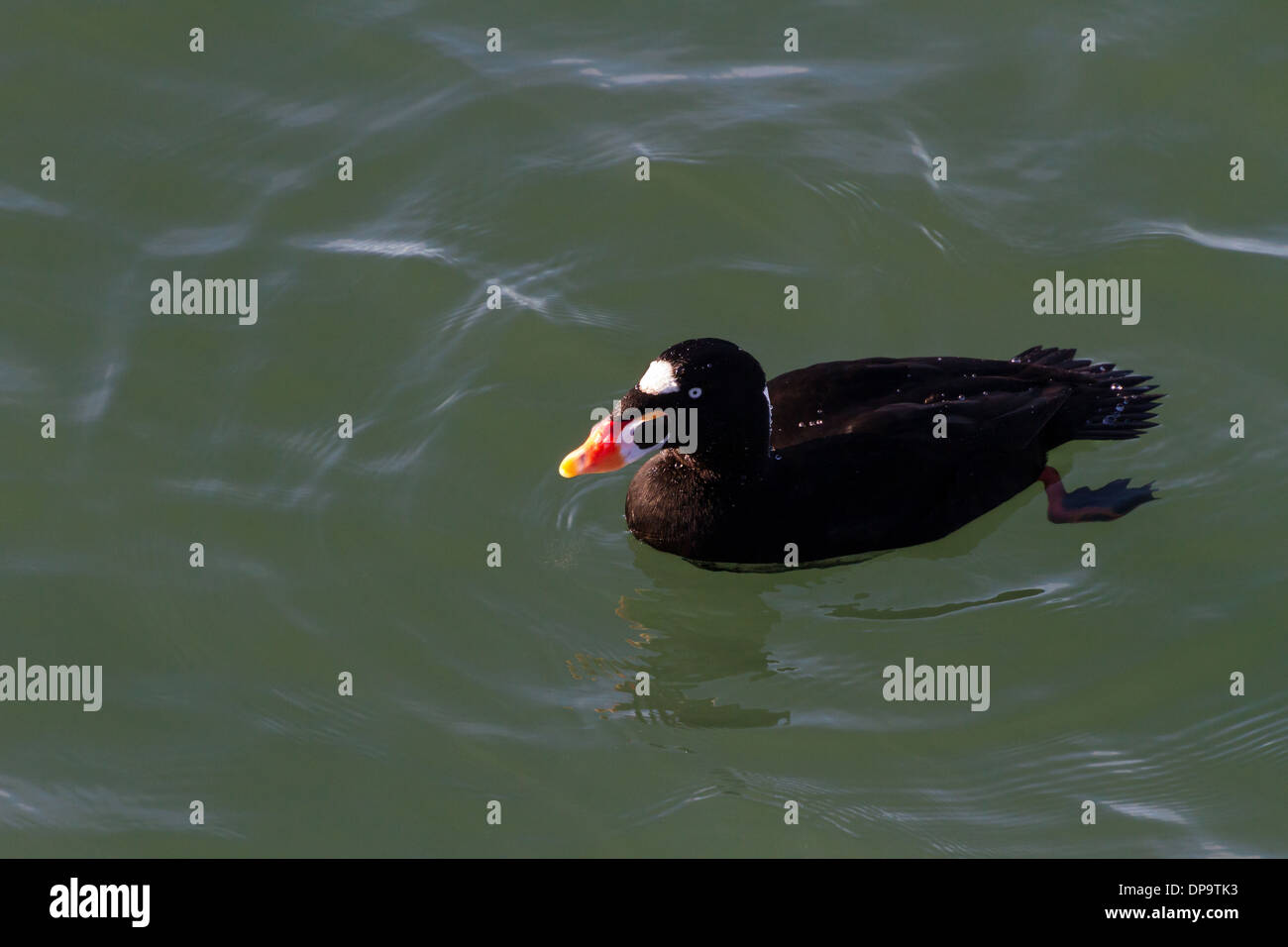 Surf Scoter water bird in bc canada Stock Photo - Alamy