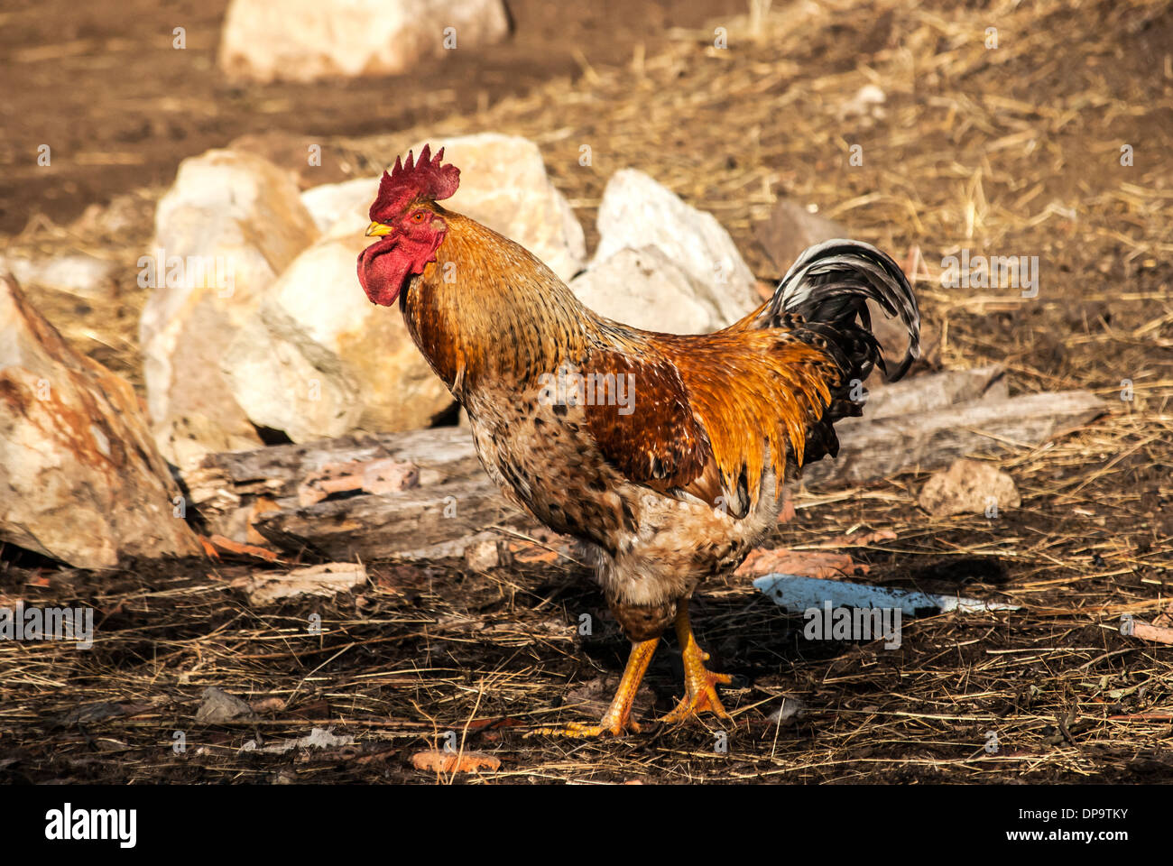 Rooster in barn yard Stock Photo - Alamy