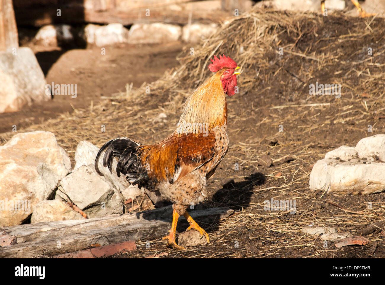 Rooster in barn yard Stock Photo - Alamy