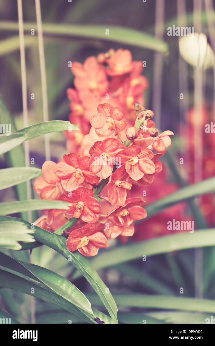 Red Orchid Flower Stock Photo - Alamy