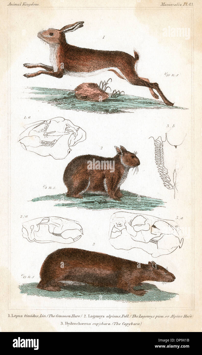 Common hare hi-res stock photography and images - Alamy