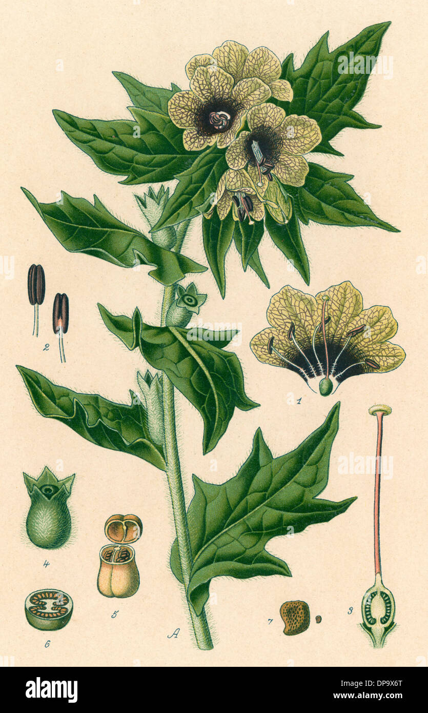 Hyoscyamus niger henbane hi-res stock photography and images - Alamy