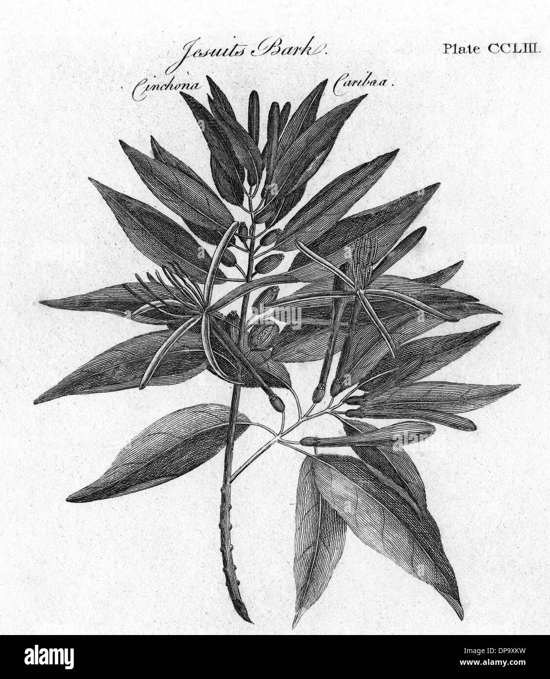 Quina Quen The Final Fantasy Wiki 10 Years Of Having