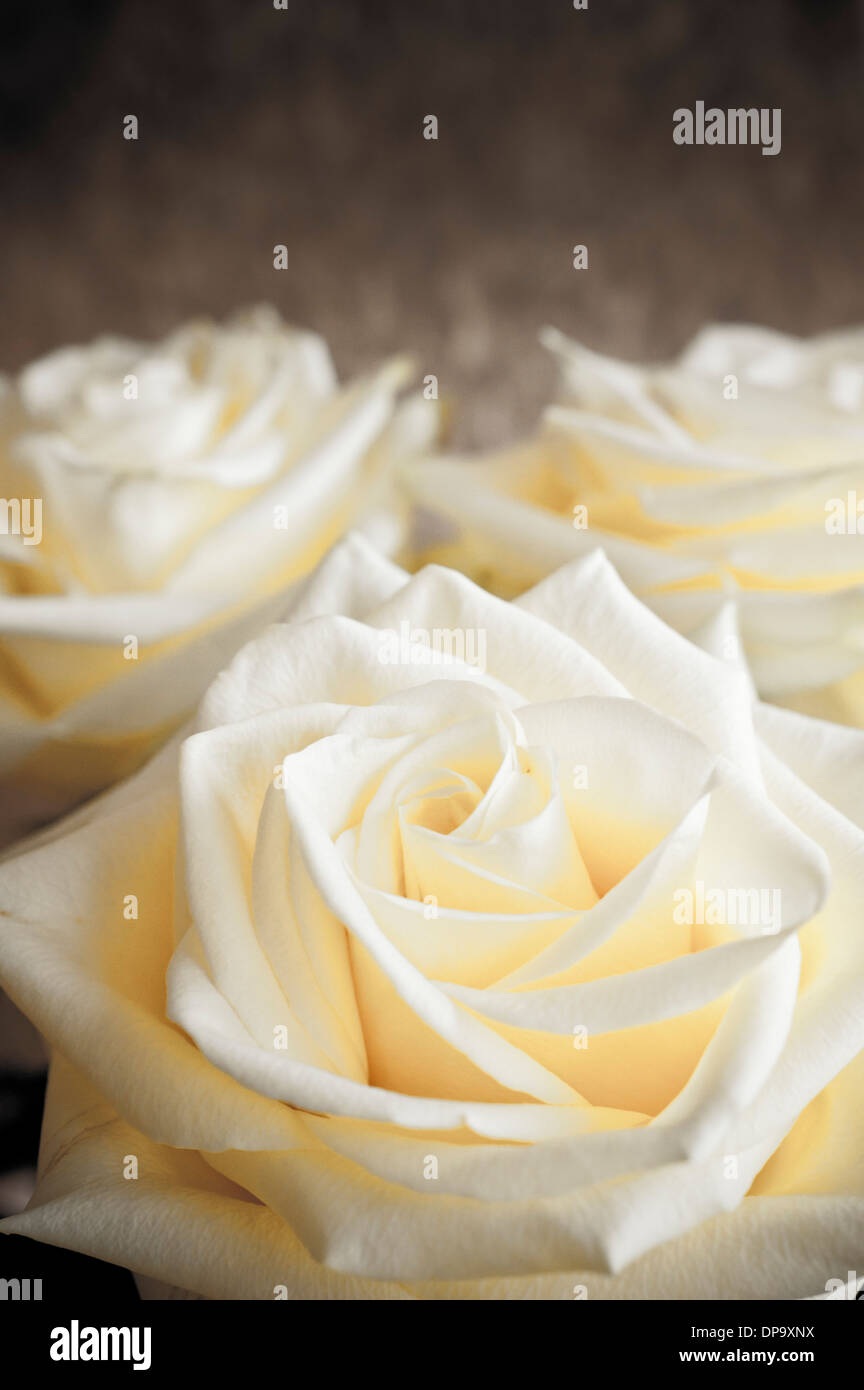 Roses vintage hi-res stock photography and images - Alamy