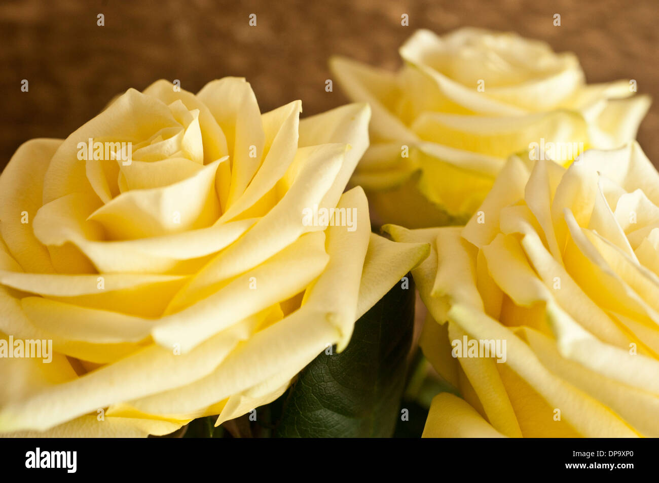 Retro vintage roses hi-res stock photography and images - Alamy
