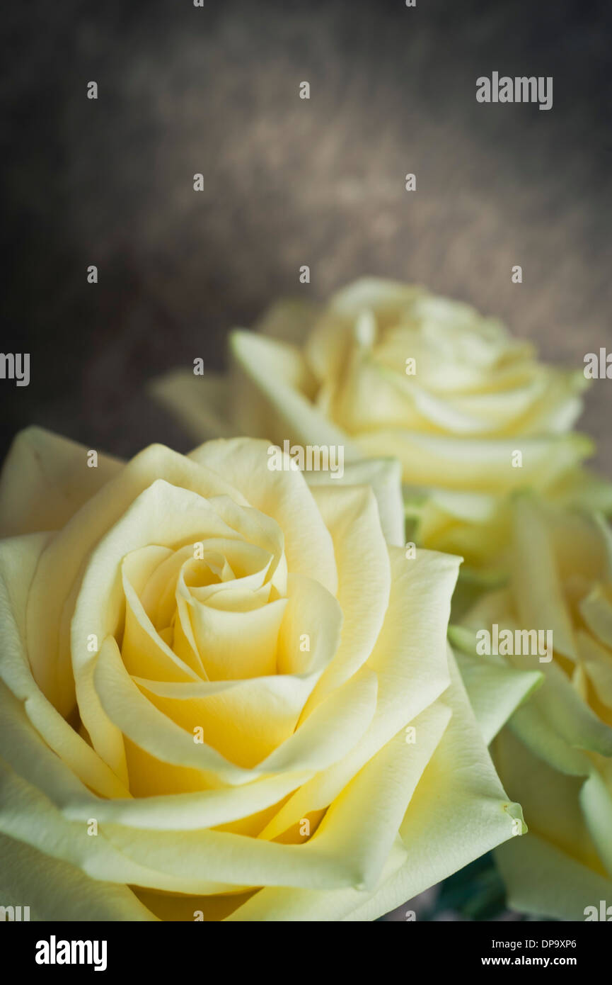 Retro vintage roses hi-res stock photography and images - Alamy