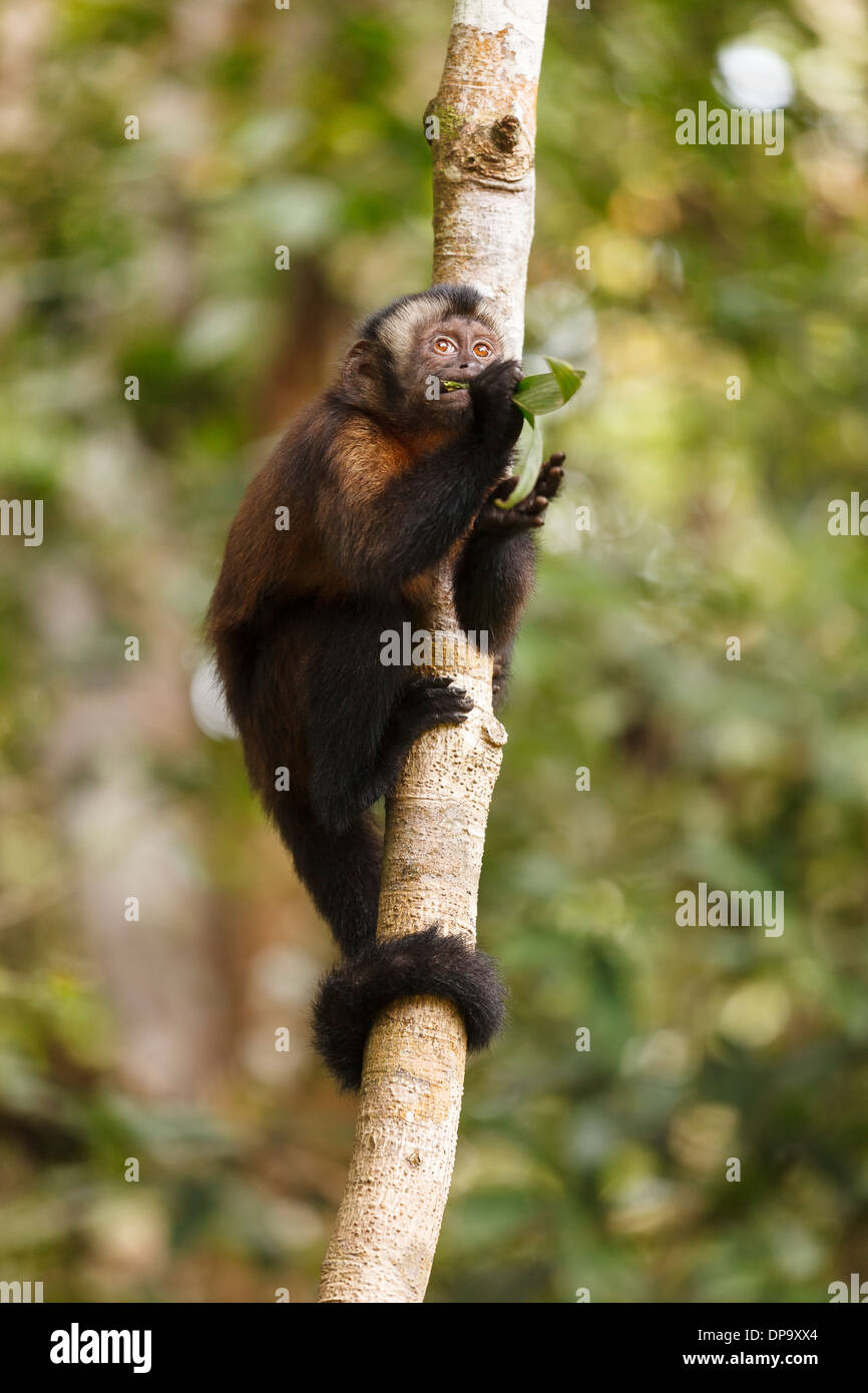 Monkey in "Isla de los micos" Amacayacu, Amazons river, Colombia ...