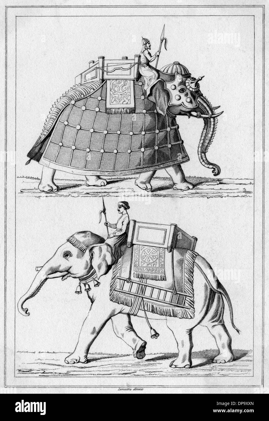 Elephant - Transport - India Stock Photo - Alamy