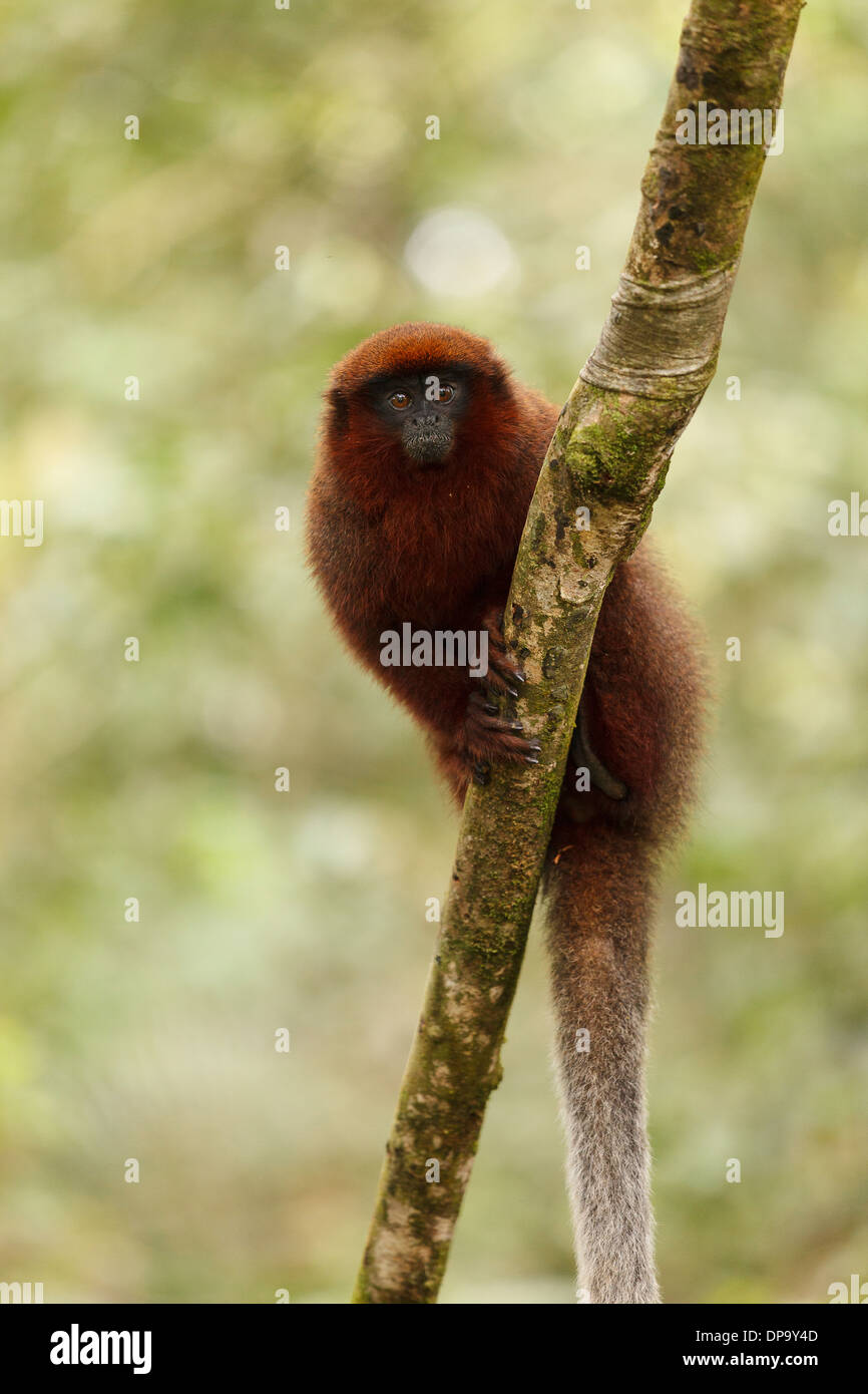 Los Micos High Resolution Stock Photography and Images - Alamy