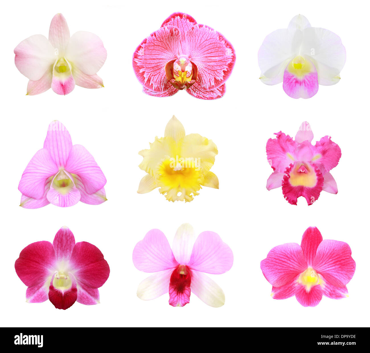 group orchid isolated on white background Stock Photo - Alamy