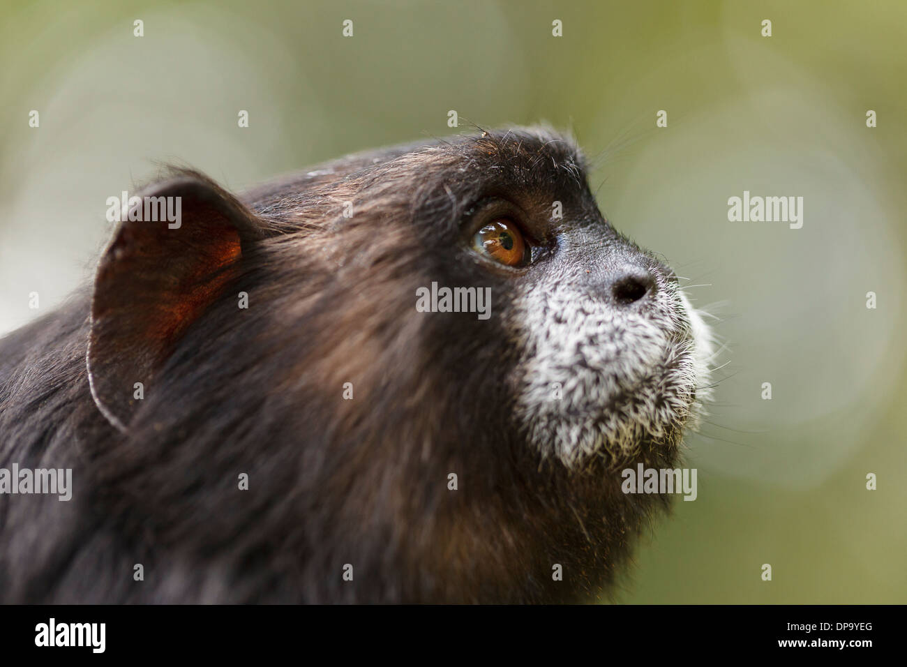 Monkey in "Isla de los micos" Amacayacu, Amazons river, Colombia ...